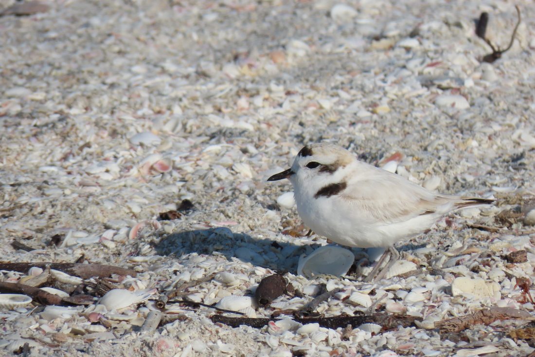First snowy plover nest of season roped off - SANIBEL-CAPTIVA - Island ...